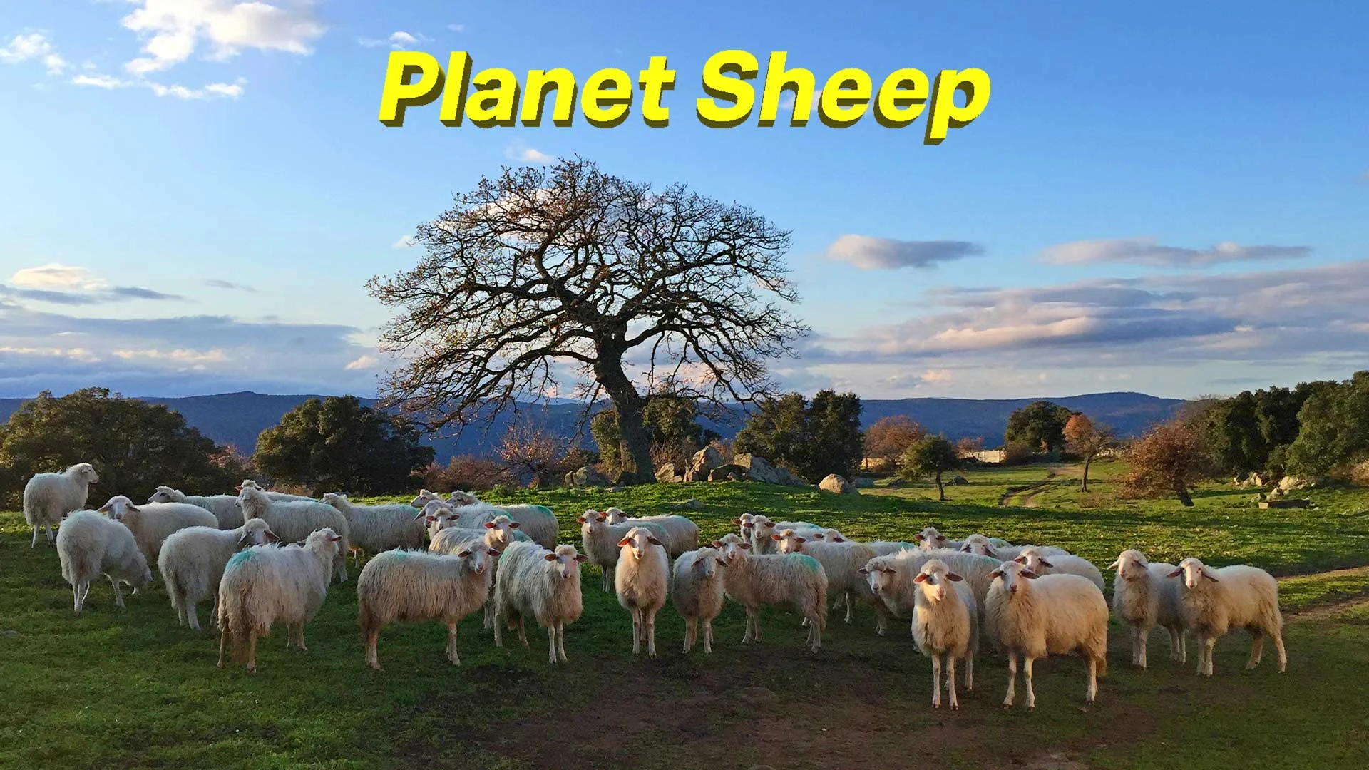 Planet Sheep - Watch Series Online