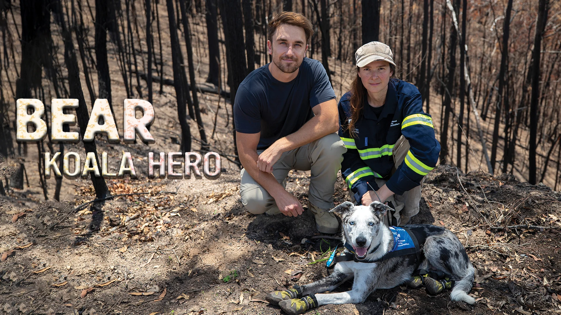 Bear Koala Hero - Watch Movies Online