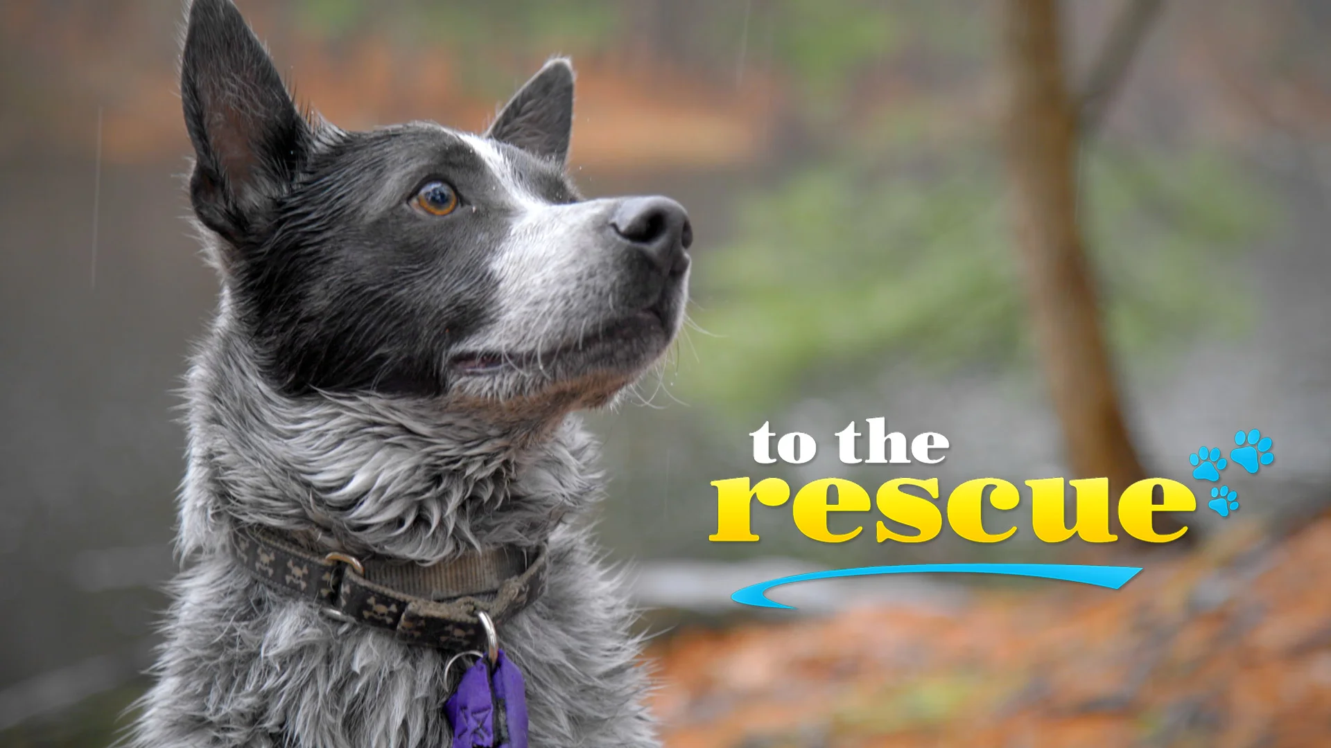 To the Rescue - Watch Series Online