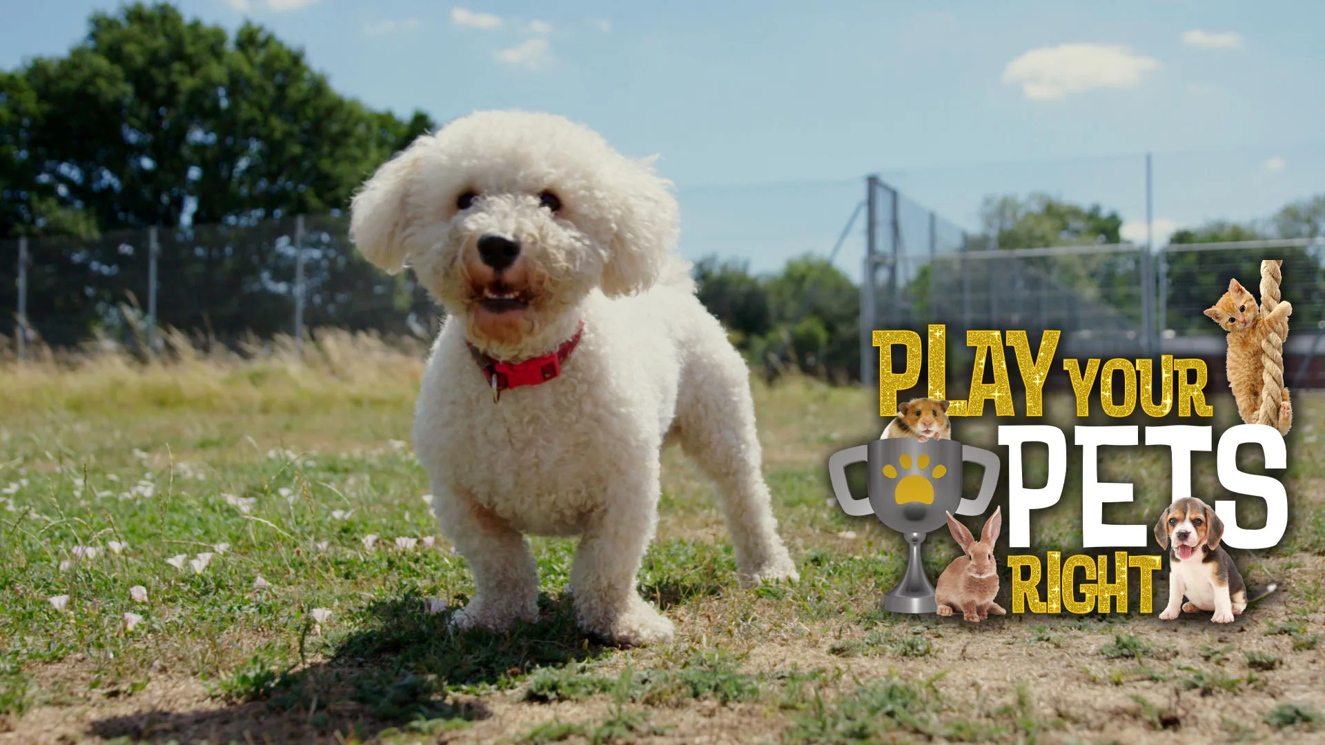 Play Your Pets Right S1 - Watch Series Online