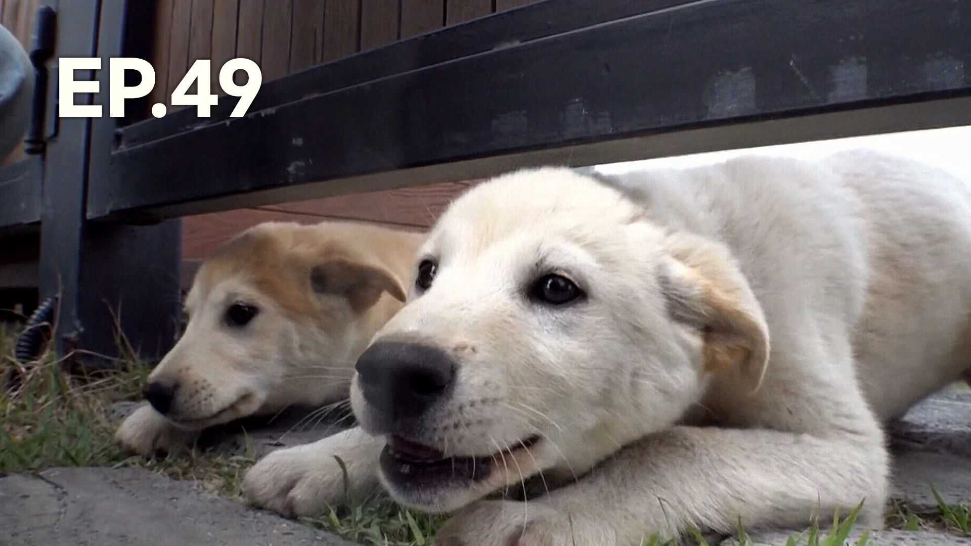 EP.49 | ทีวีของคนรักสัตว์ ปี3 - ดูซีรี่ส์ออนไลน์