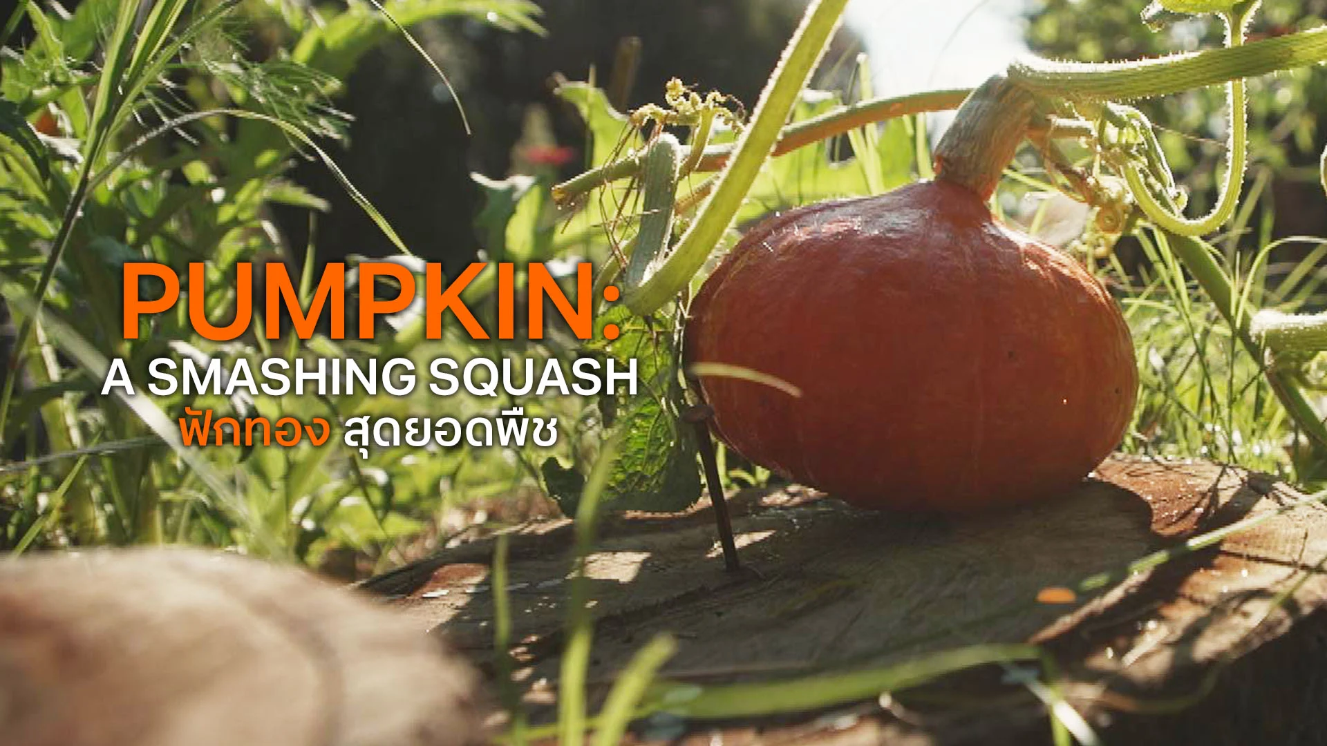 Pumpkin: A Smashing Squash - Watch Movies Online