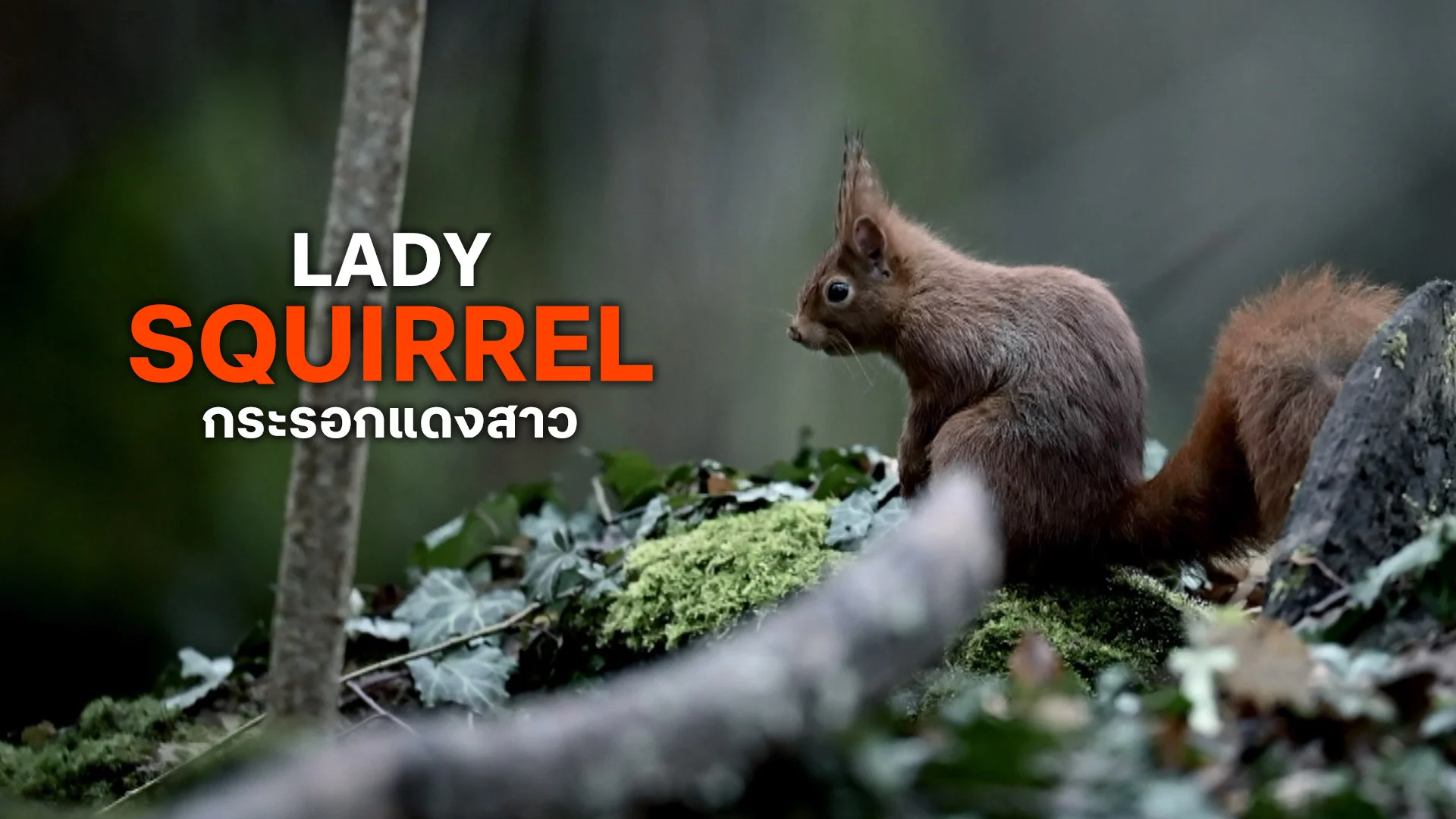 กระรอกแดงสาว - ดูหนังออนไลน์