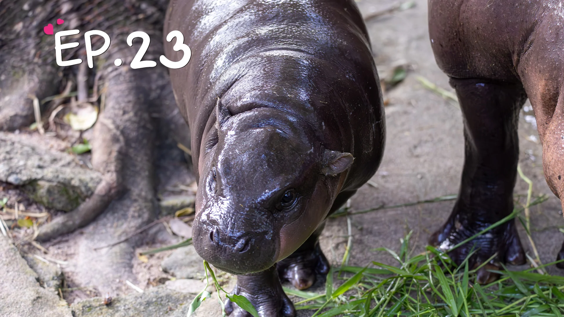 EP.23 | Moodeng Diary: 28 NOV 2024 - Watch Series Online