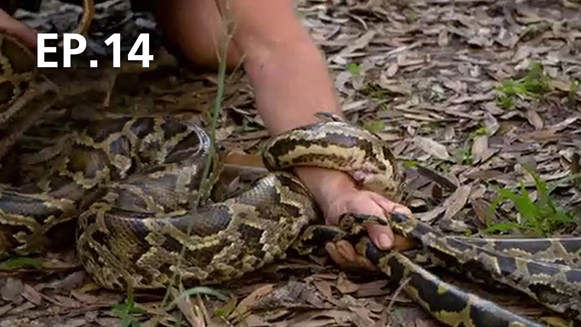 EP.14 | Guardians Of The Glades Season 1b - Watch Series Online