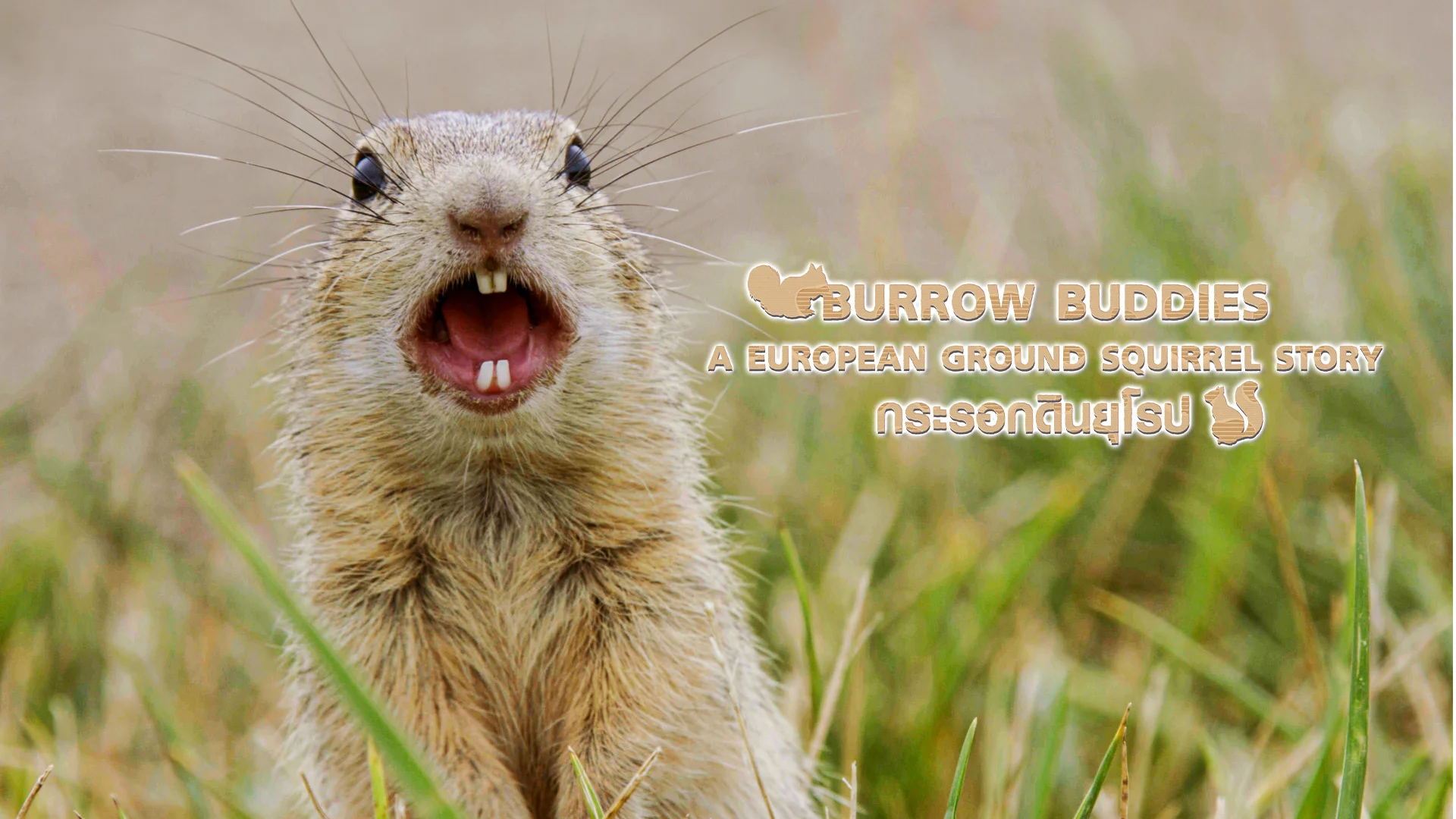 กระรอกดินยุโรป - ดูหนังออนไลน์