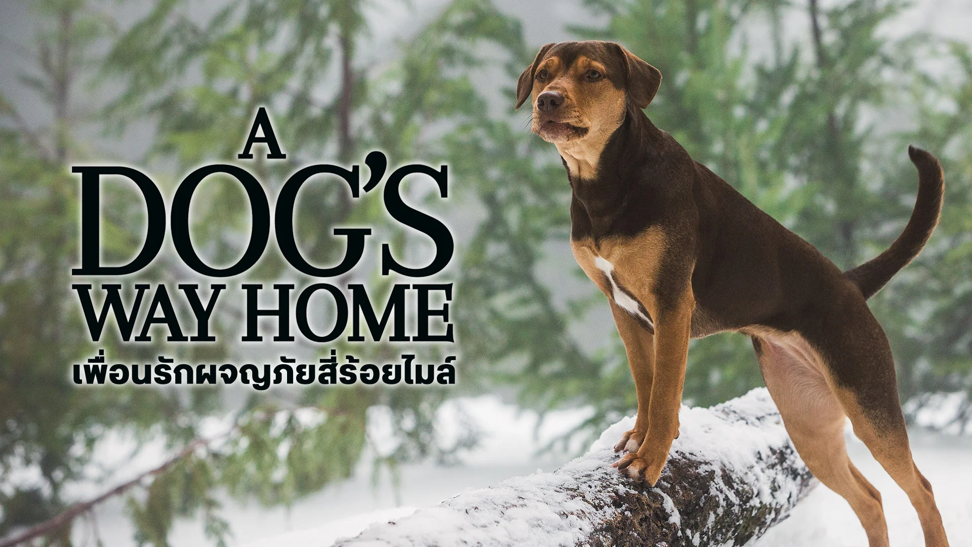 A Dog's Way Home - Watch Movies Online