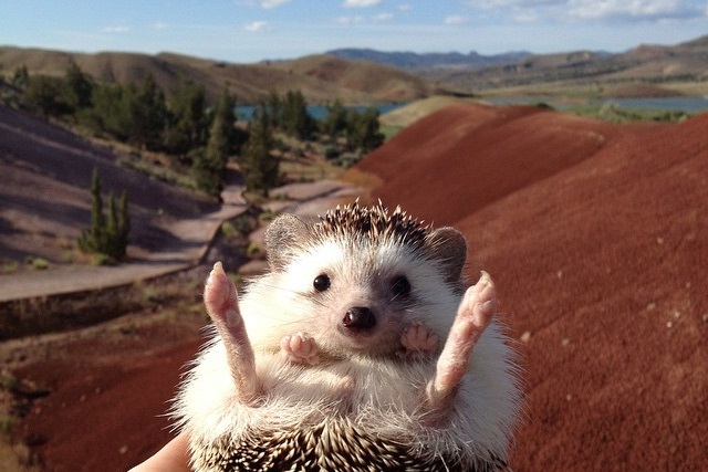 เห็นแล้วต้องยิ้ม! ภาพการผจญภัยของ Biddy เม่นน้อยที่เดินทางไปทั่วอเมริกา