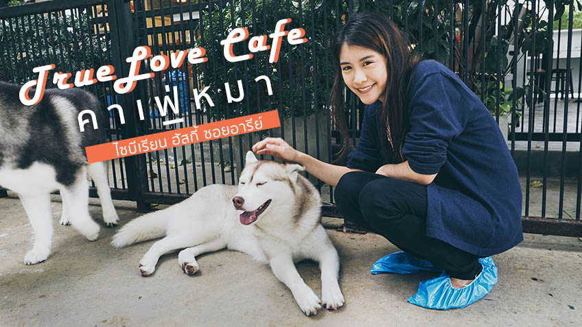 TrueLove Cafe คาเฟ่หมา ไซบีเรียน ฮัสกี้ ซอยอารีย์ ที่คนรักหมาห้ามพลาด
