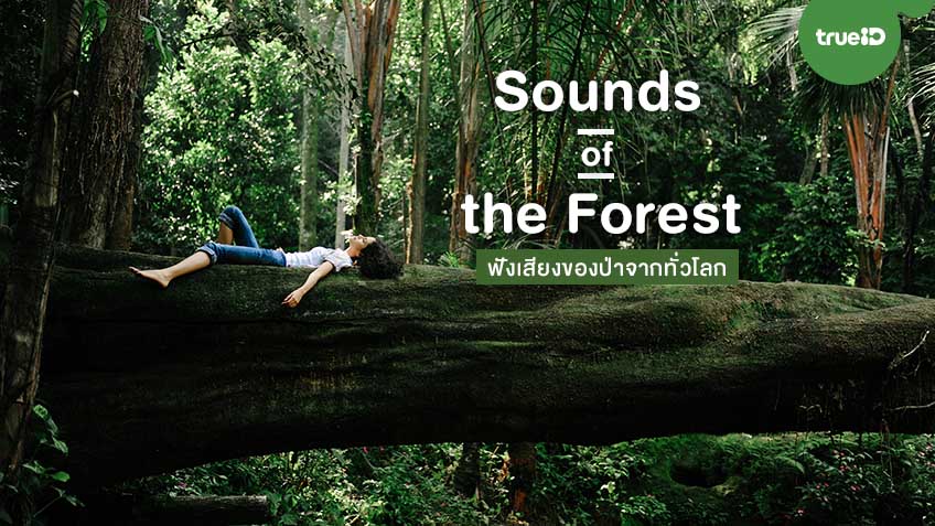 Sounds of the Forest ฟังเสียงของป่าจากทั่วโลก ที่คนรักธรรมชาติเข้าไปฟัง ...