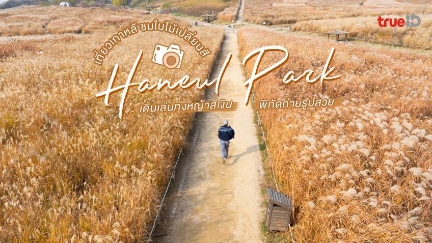 เที่ยวเกาหลี ชมใบไม้เปลี่ยนสี สวนสาธารณะฮานึล Haneul Park ถ่ายรูปสวย ...