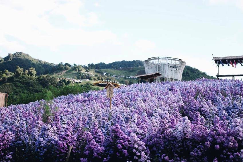 รวมพิกัด สวนดอกไม้ ม่อนแจ่ม เชียงใหม่ จุดถ่ายรูปสวย เที่ยวม่อนแจ่ม สุดปัง