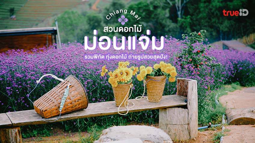 รวมพิกัด สวนดอกไม้ ม่อนแจ่ม เชียงใหม่ จุดถ่ายรูปสวย เที่ยวม่อนแจ่ม สุดปัง