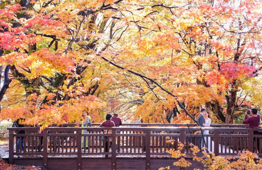 Momiji Kairo อุโมงค์ใบเมเปิ้ล ที่เที่ยวญี่ปุ่น ใบไม้เปลี่ยนสี ถ่ายรูปสวย