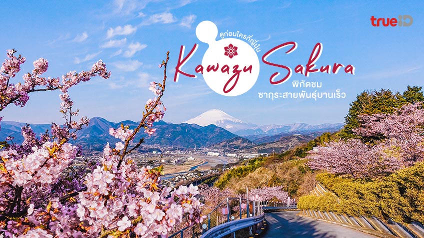 พิกัดชม คาวาซึซากุระ Kawazu Sakura ซากุระสายพันธุ์บานเร็ว ดูก่อนใครที่ ...