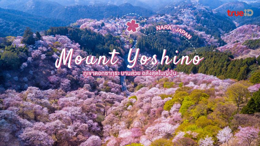 เที่ยวญี่ปุ่น Mount Yoshino ภูเขาดอกซากุระ บานสวย อลังสุดในญี่ปุ่น