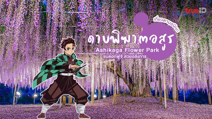 Travel by Anime, Demon Slayer, Wisteria, Fuji, Ashikaga Flower Park ...