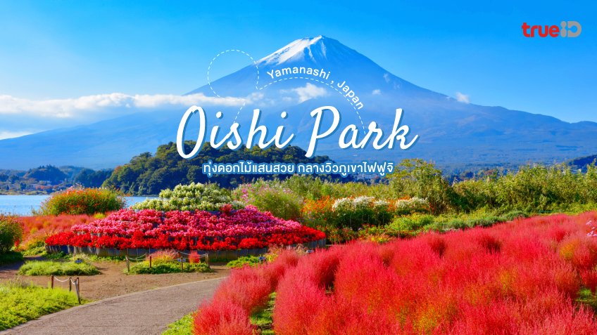 สวนโออิชิ Oishi Park ที่เที่ยวญี่ปุ่น ทุ่งดอกไม้แสนสวย กลางวิวภูเขาไฟฟูจิ