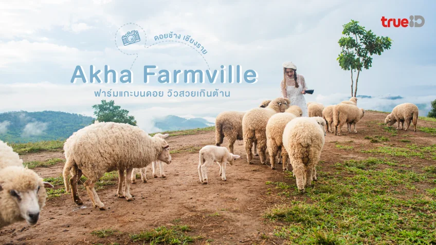 Akha Farmville ดอยช้าง ที่เที่ยวเชียงราย ฟาร์มแกะบนดอย วิวสวยเกินต้าน