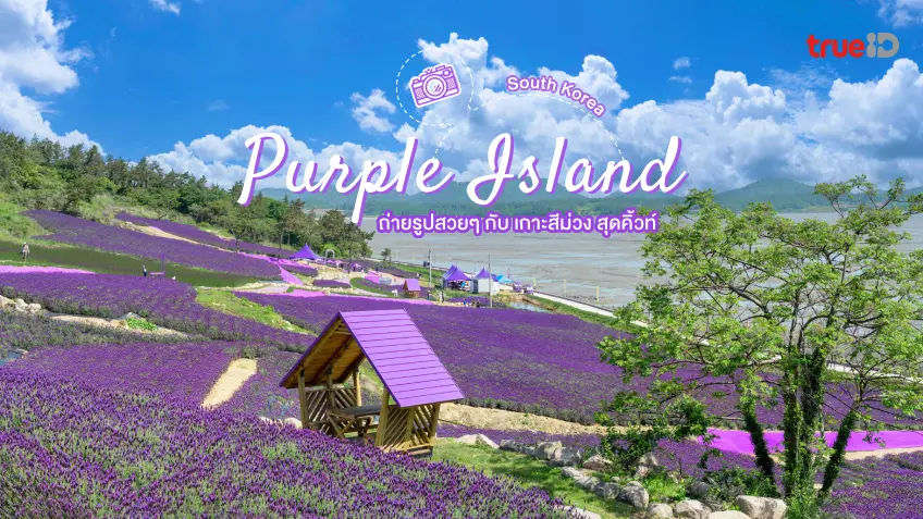 Purple Island ที่เที่ยวเกาหลี ถ่ายรูปสวยๆ กับ เกาะสีม่วง สุดคิ้วท์