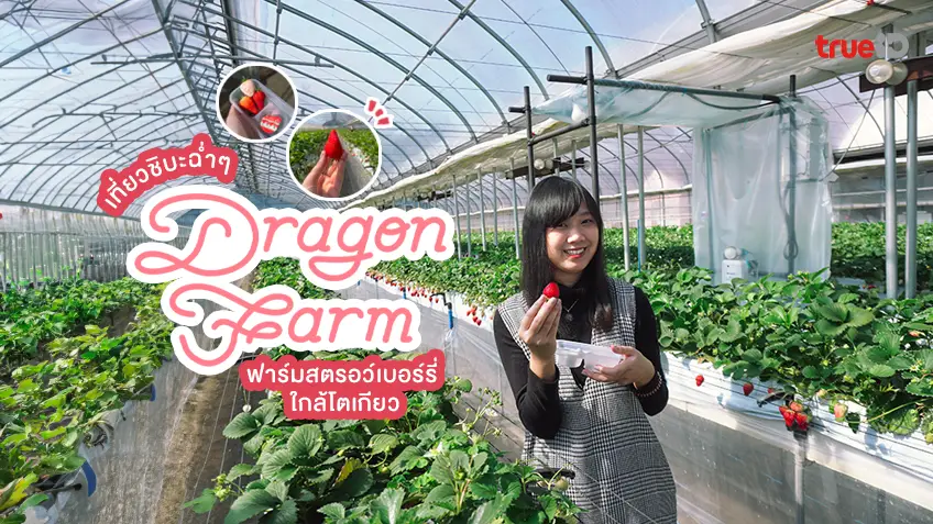 ที่เที่ยวญี่ปุ่นใกล้โตเกียว Dragon Farm ชิบะ ไปเก็บสตรอว์เบอร์รี่ ฉ่ำๆ