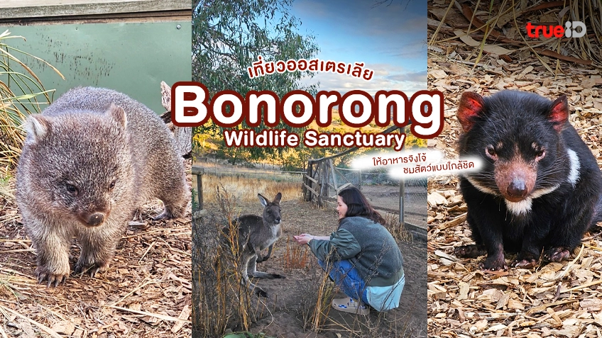 Bonorong Wildlife Sanctuary ที่เที่ยวออสเตรเลีย ให้อาหารจิงโจ้ ชมสัตว์แบบใกล้ชิด
