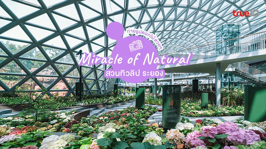 ที่เที่ยวระยอง สวนทิวลิป Miracle of Natural ถ่ายรูปดอกไม้สวยๆ ฉ่ำใจ