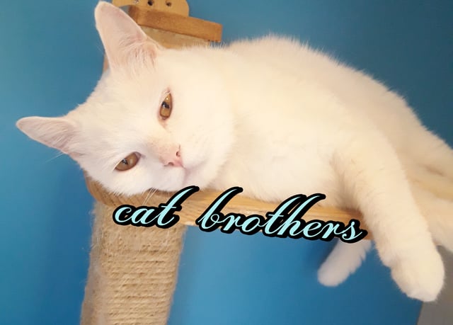 Cat Brothers Café คาเฟ่ต์น้องแมวเชียงใหม่