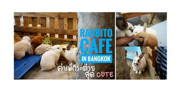 [Reviews] Rabbito Cafe คาเฟ่น้องกระต่ายสุดCUTE