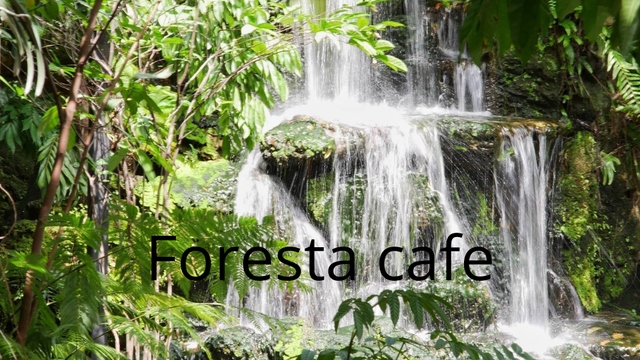 Foresta cafe