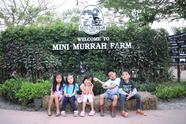 Mini Murrah Farm