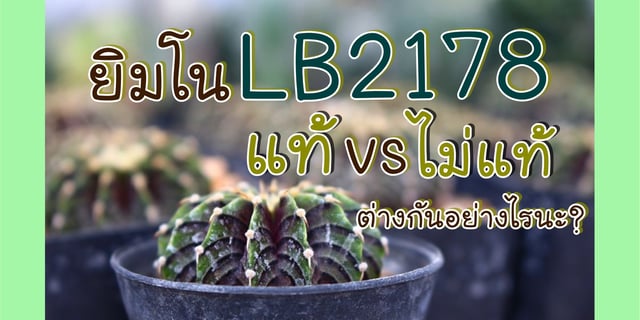 🌵 [มือใหม่หัดเลี้ยงแคคตัส] ยิมโน LB 2178 "แท้" กับ "ไม่แท้" ต่างกัน ...