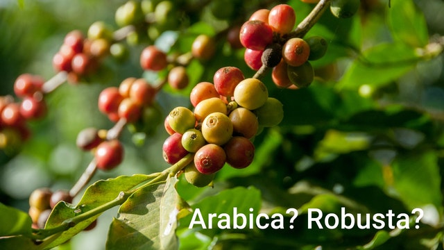 Arabica? Robusta?