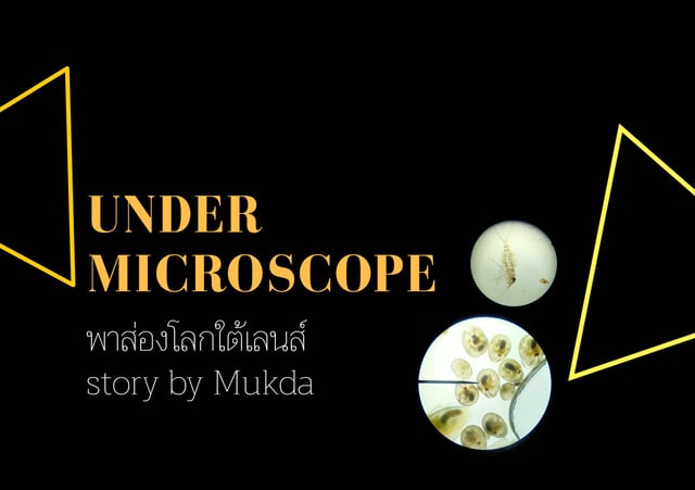 UNDER MICROSCOPE พาส่องโลกใต้เลนส์