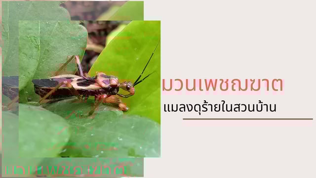 มวนเพชฌฆาต แมลงดุร้ายในสวนบ้าน