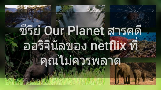 ซีรีย์ Our Planet สารคดีออริจินัลของ netflix ที่คุณไม่ควรพลาด