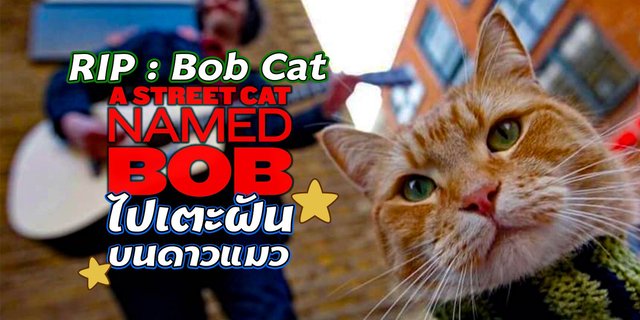 RIP : Bob Cat จาก A Street Cat Named Bob ไปเตะฝันบนดาวแมว