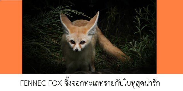 FENNEC FOX จิ้งจอกทะเลทรายกับใบหูสุดน่ารัก