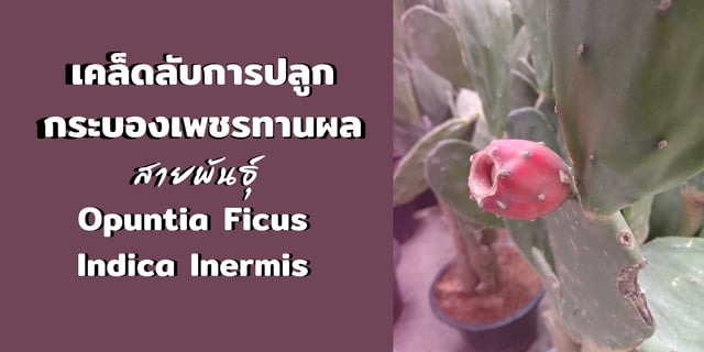 เคล็ดลับการปลูกกระบองเพชรทานผลสายพันธุ์ Opuntia Ficus Indica Inermis