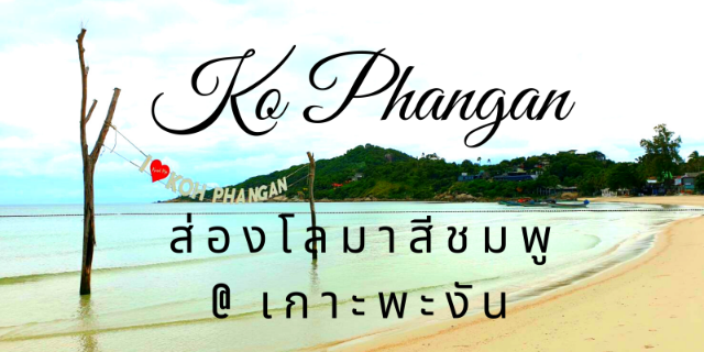 Ko Phangan ส่องโลมาสีชมพู @เกาะพะงัน