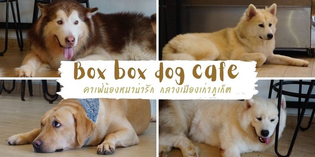 Box box dog cafe คาเฟ่น้องหมาน่ารัก กลางเมืองเก่าภูเก็ต