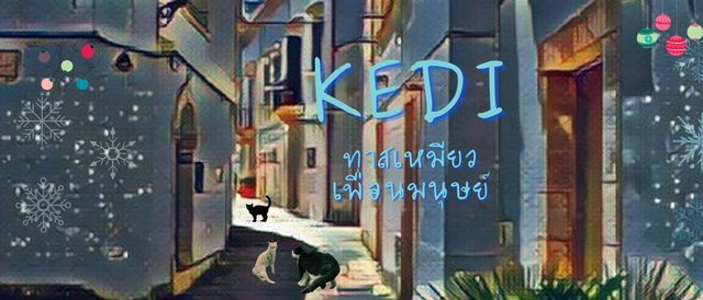 Kedi : ฉันมีความสุขที่สุดที่ได้เป็นตัวเอง และฉันเป็นตัวเองที่สุดเมื่อ ...