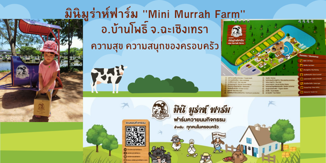 “มินิมูร่าห์ฟาร์ม”(Mini Murrah Farm) อ.บ้านโพธิ์ จ.ฉะเชิงเทรา ความสุข ...