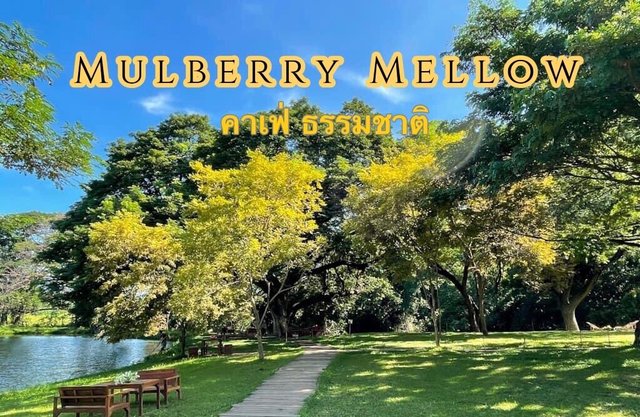 Mulberry Mellow คาเฟ่ธรรมชาติ