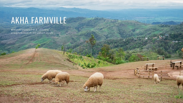 Akha Farmville เชียงราย ฟาร์มแกะบนดอยช้างฟีลเหมือนเที่ยวอยู่ต่างประเทศ