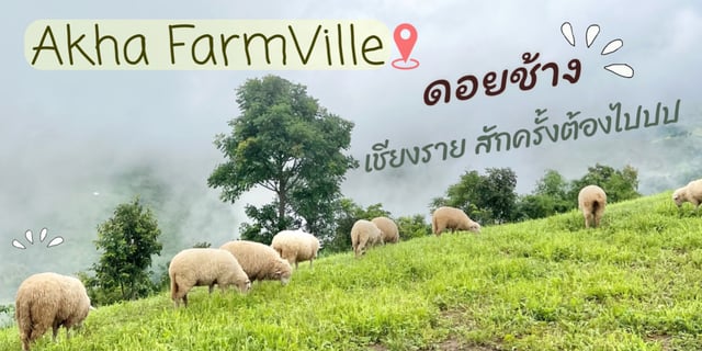 รีวิว Akha Farmville ฟาร์มแกะเชียงราย! #สักครั้งต้องไปป