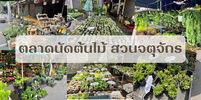 ตลาดต้นไม้จตุจักร สวนจตุจักร ทุกวันอังคาร พุธ พฤหัสบดี