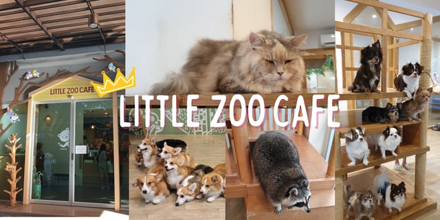 รีวิวคาเฟ่เด็ก ในกรุงเทพ Little Zoo Cafe เพลิดเพลินไปกับเหล่าสัตว์น่ารัก