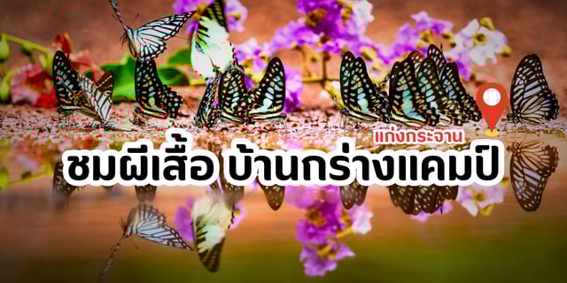 พาดูผีเสื้อ บ้านกร่างแคมป์ แก่งกระจาน เพชรบุรี ลานกางเต็นท์กลางป่า