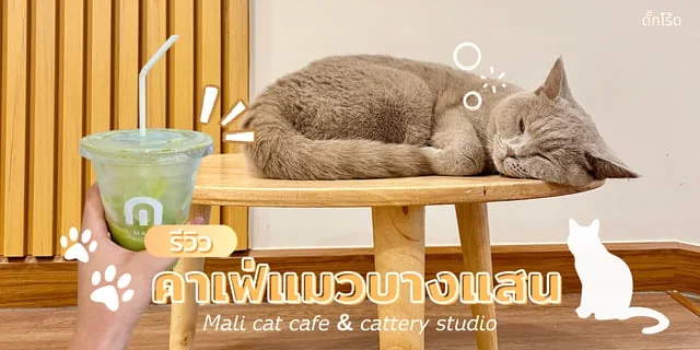รีวิว คาเฟ่แมวบางแสน Mali cat cafe & cattery studio